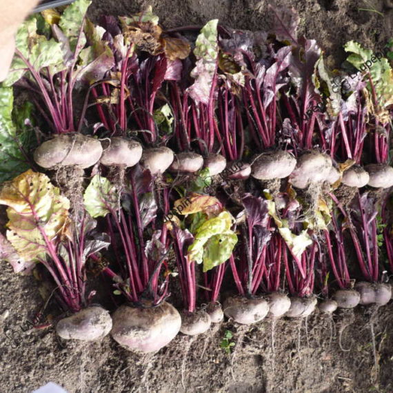 Graines Carotte Rouge Sang - Aubépin, Semences Biologiques