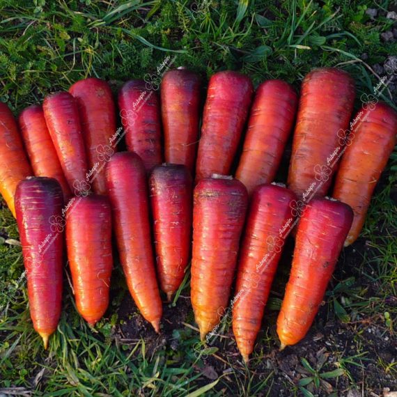 Graines bio Carottes - Aubépin, Semences Biologiques