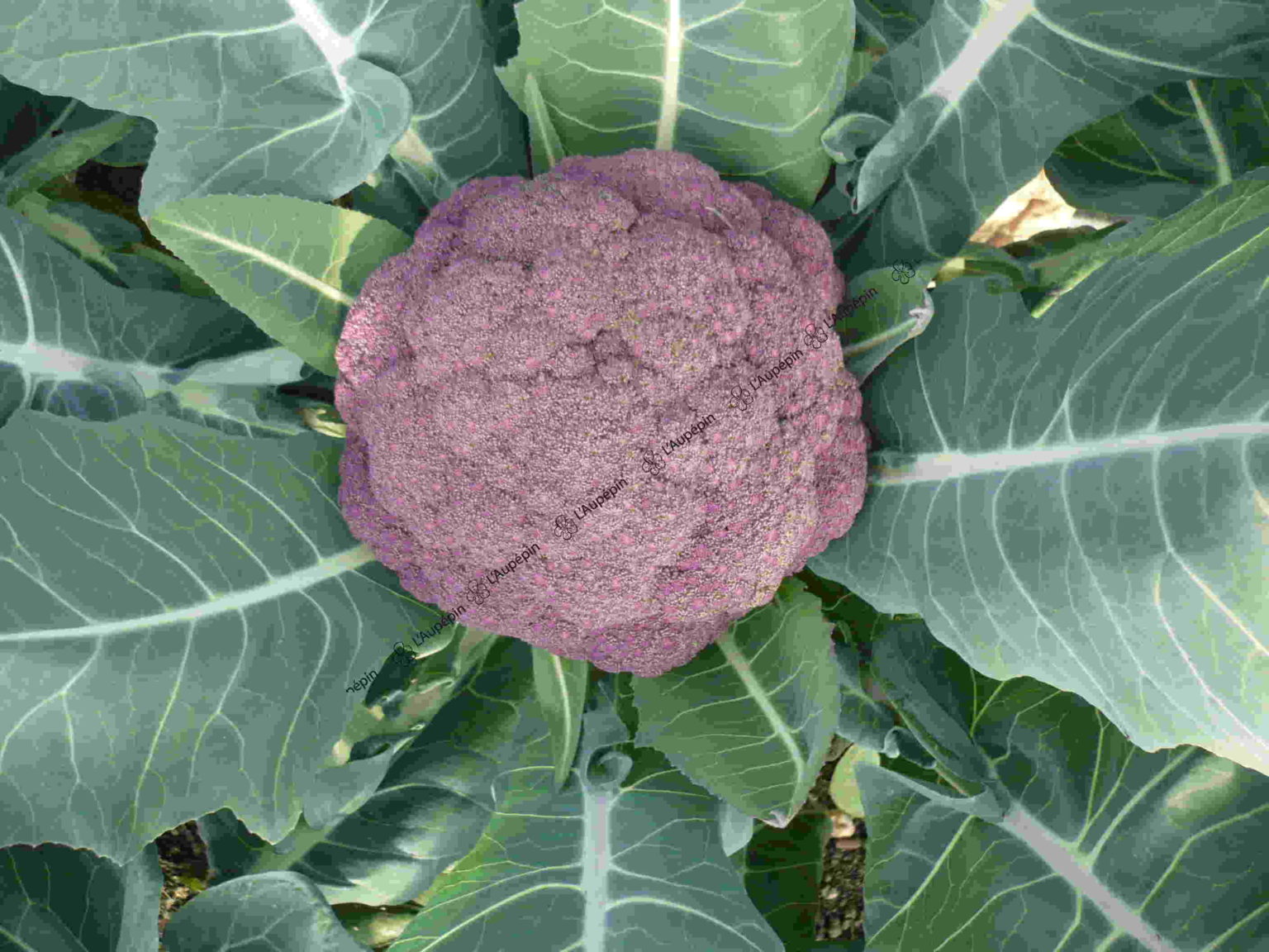 Chou-fleur violet Sicile - Aubépin, Semences Biologiques