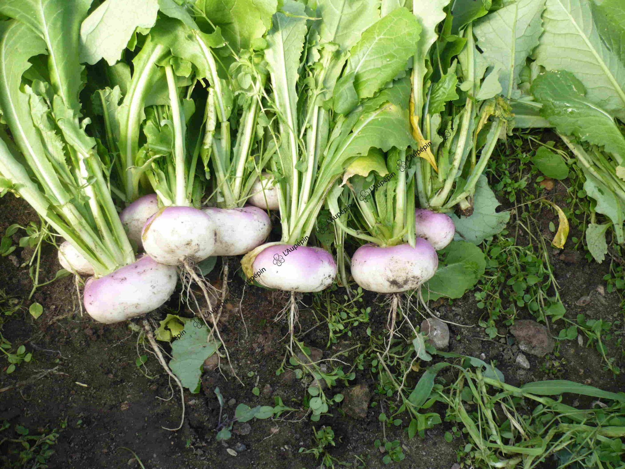 Navet Milan collet rouge - Aubépin, Semences Biologiques