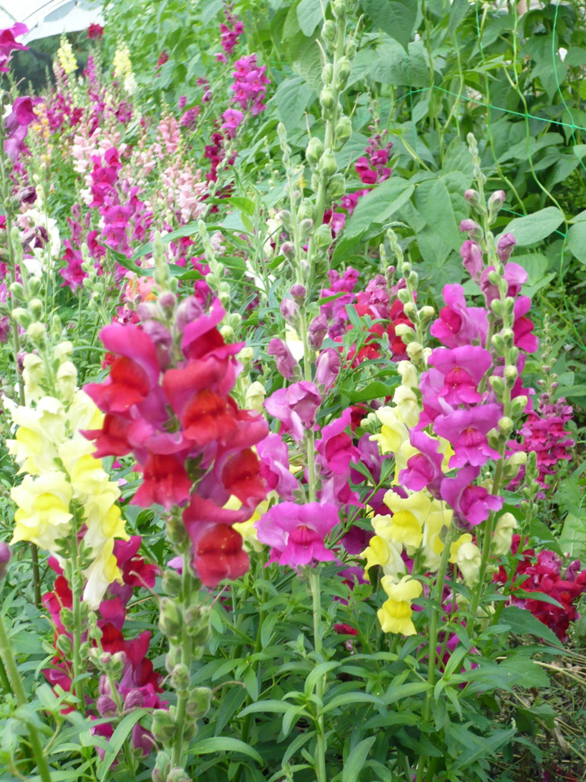 Graines bio Muflier - Aubépin, Semences Biologiques