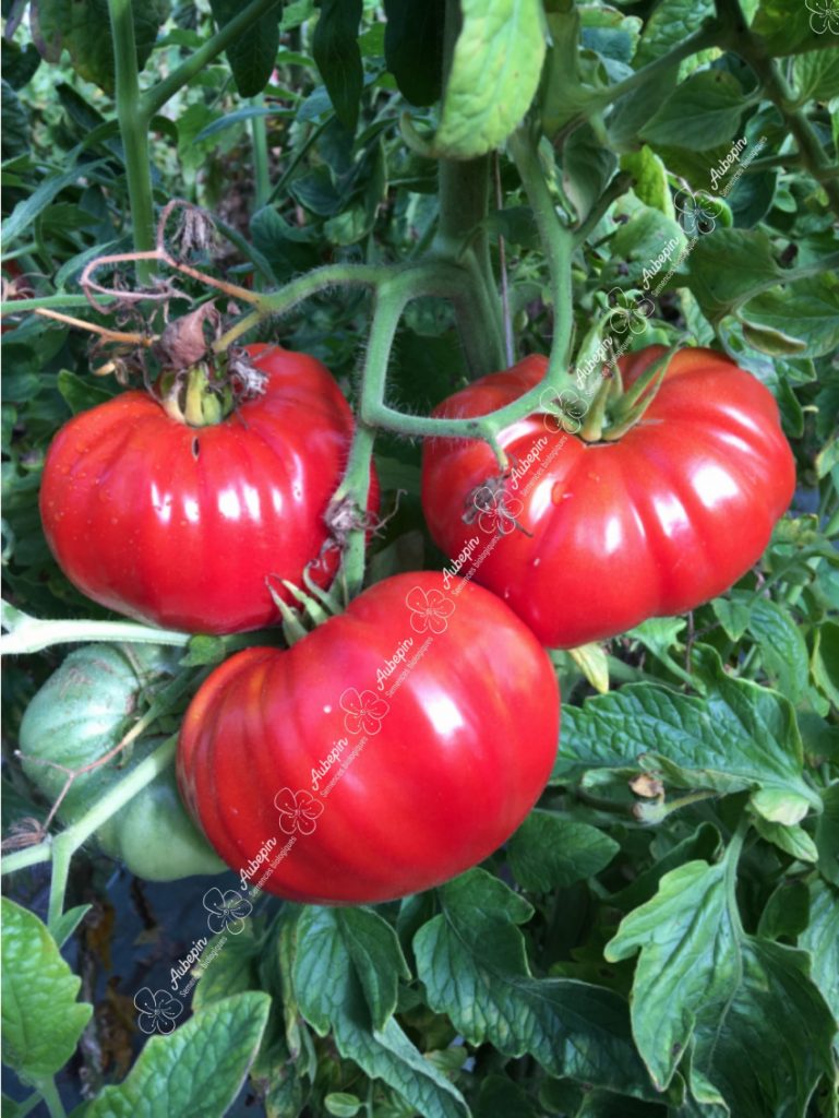 Graines tomate Super Marmande - Semences biologiques