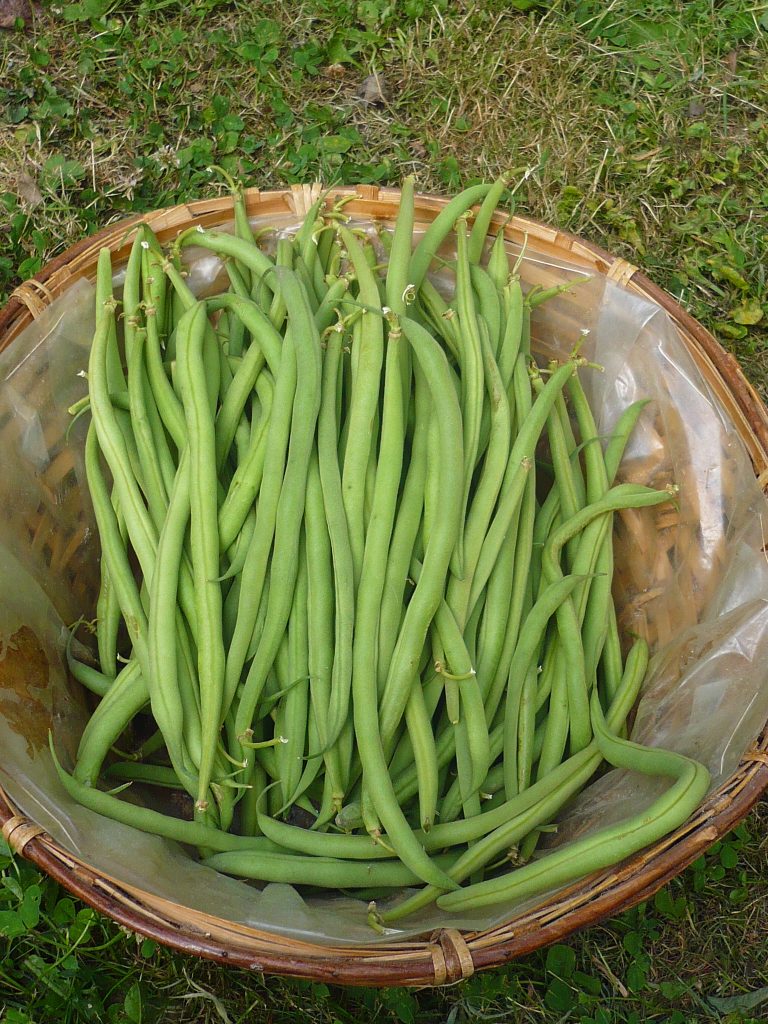 Haricot Braimar - Aubépin, Semences Biologiques