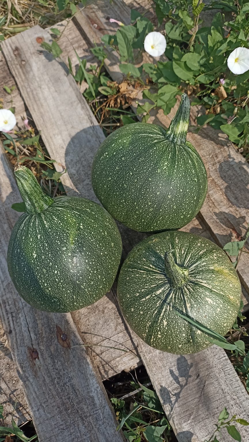 Courgette ronde Nice - Aubépin, Semences Biologiques