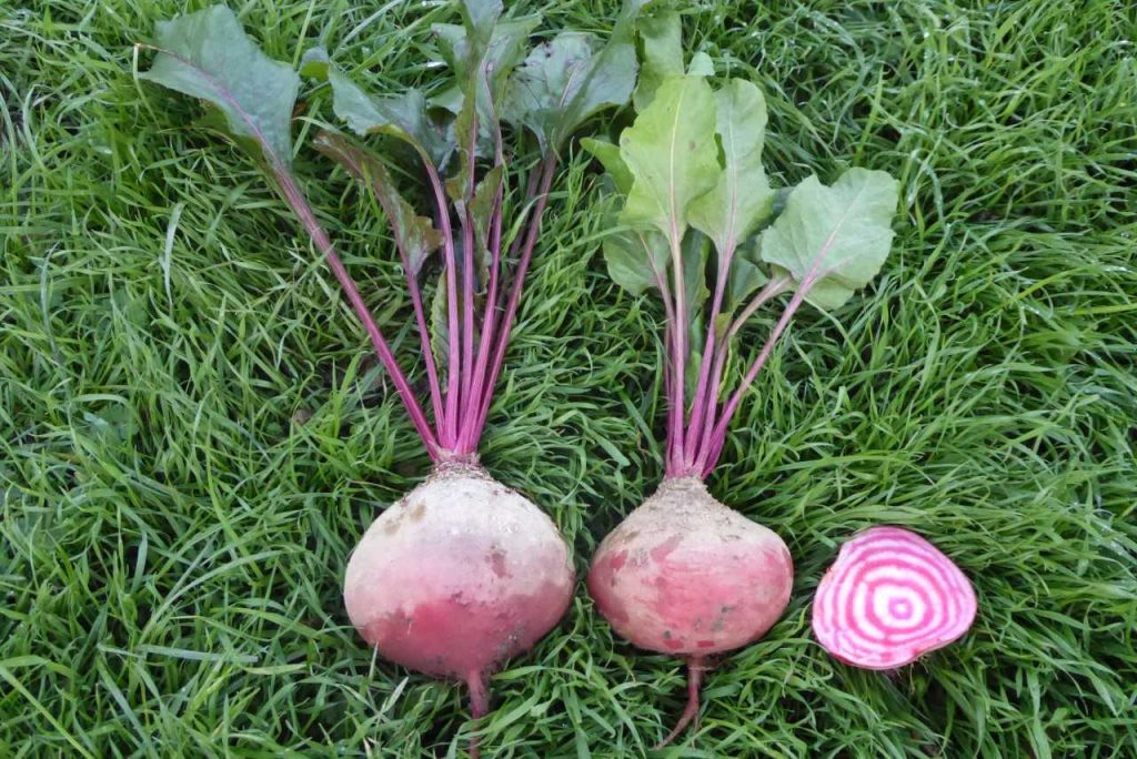 Betterave Chioggia - Aubépin, Semences Biologiques